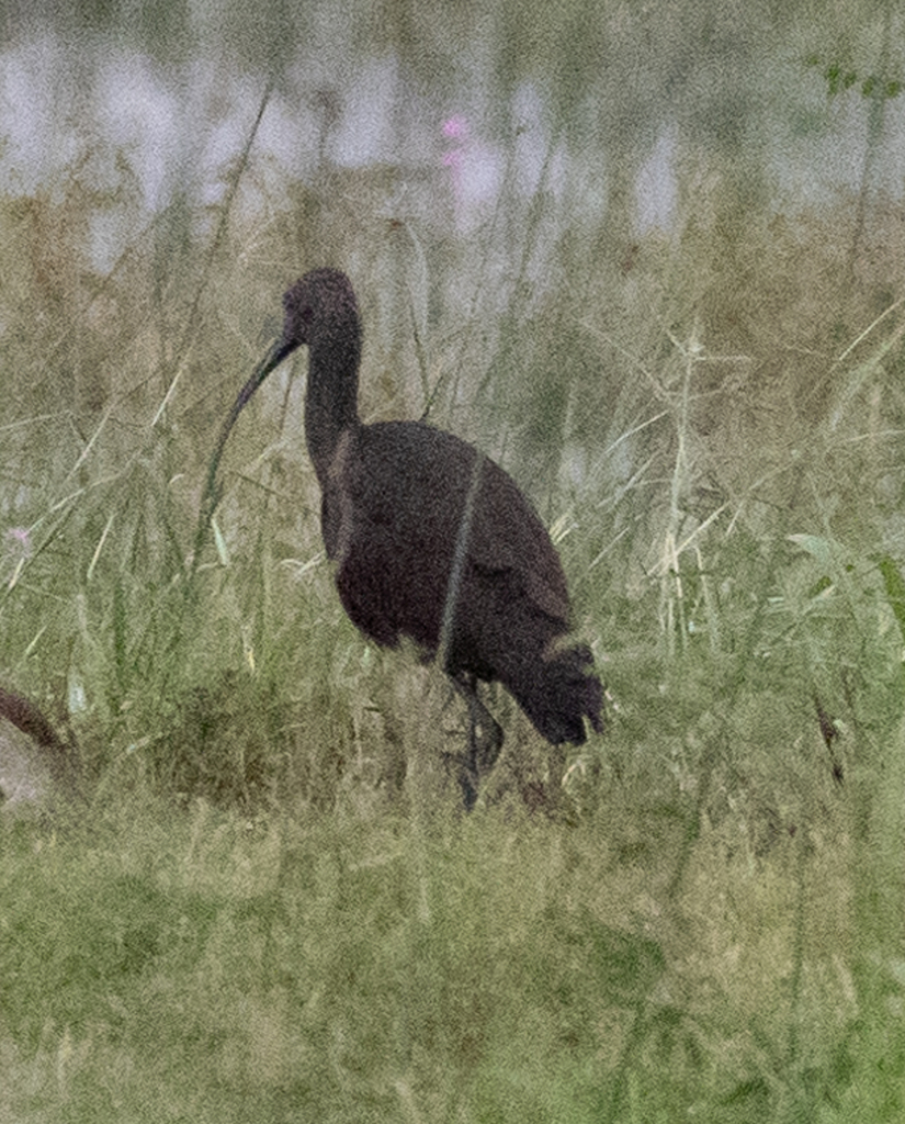White-faced Ibis from Santa Ana National Wildlife Reguge, Texas, USA on ...