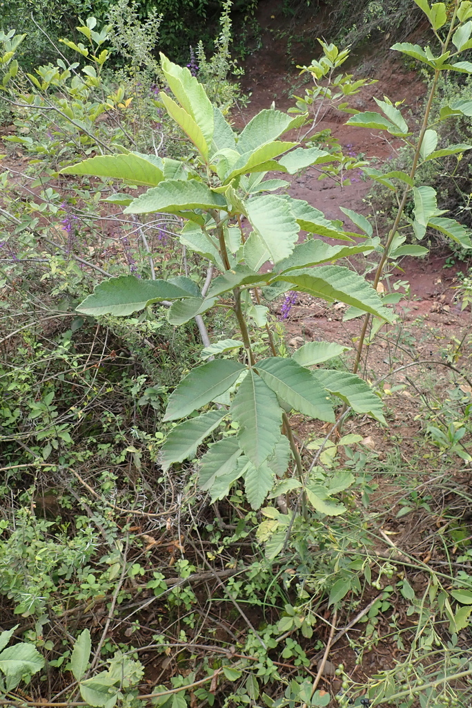 lowveld false-crowberry from Gaamo, Ethiopia on October 14, 2023 at 11: ...