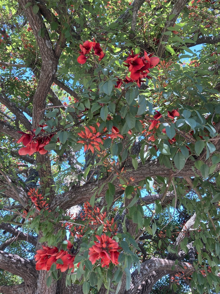 Cockspur coral tree from Colonia, Colonia, UY on 16 November, 2023 at ...