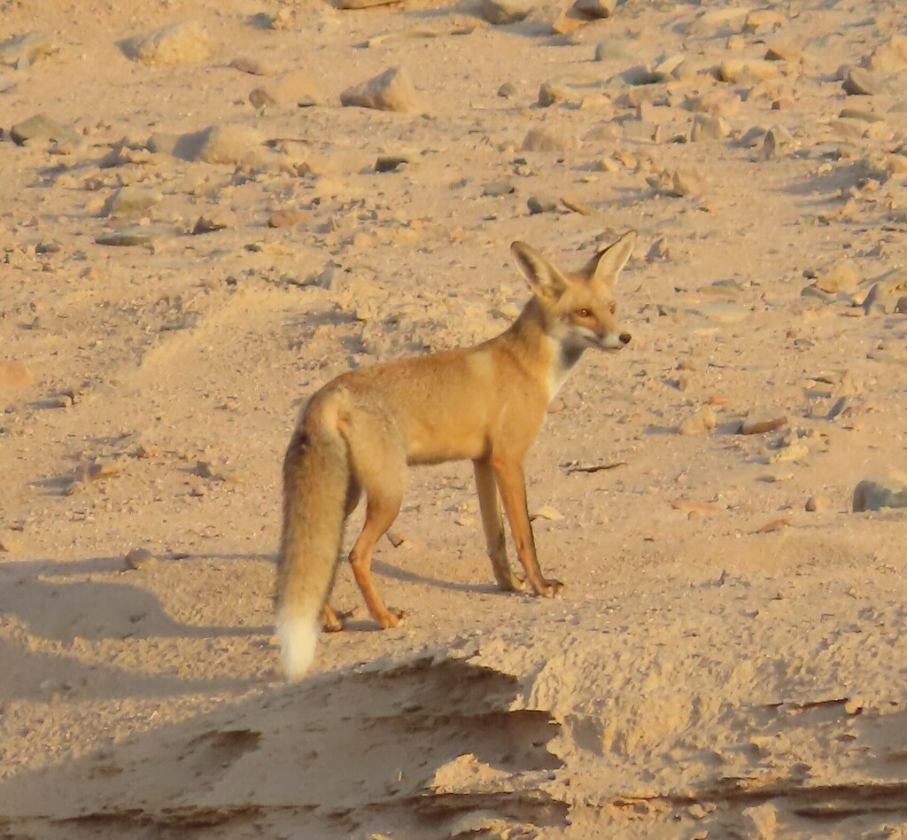Egyptian Red Fox from Sahl Hasheesh, Hurghada, Red Sea Governorate ...