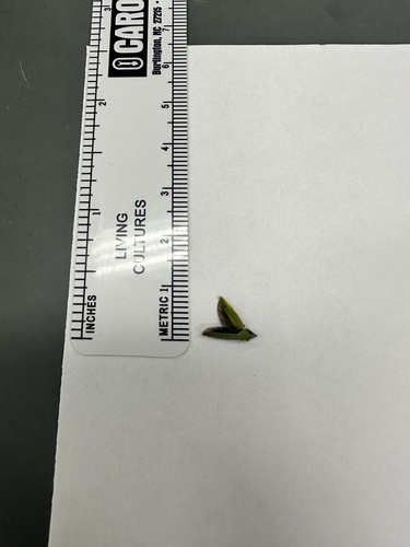 Observations by madisondormer · iNaturalist