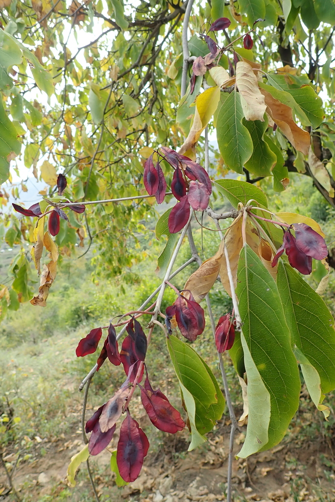 (Terminalia brownii) - Botanical Realm