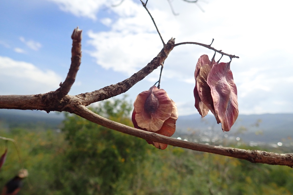 (Terminalia brownii) - Botanical Realm