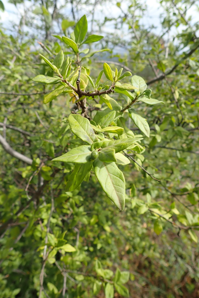 Bullockia pseudosetiflora from Gaamo, Ethiopia on October 14, 2023 at ...