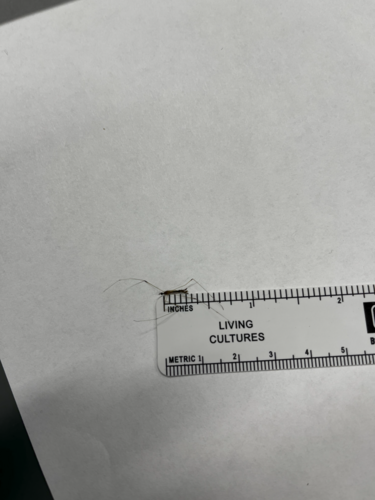 Observations by normoral01 · iNaturalist