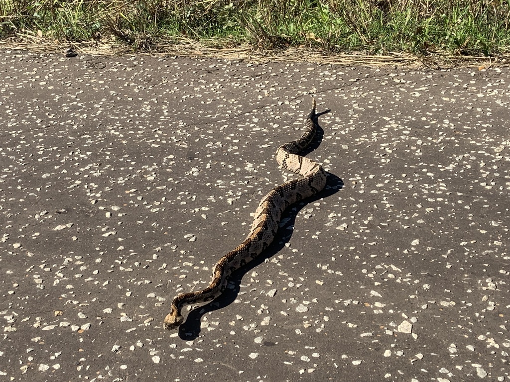 Timber Rattlesnake from County Road 121, Fairfield, TX, US on November ...