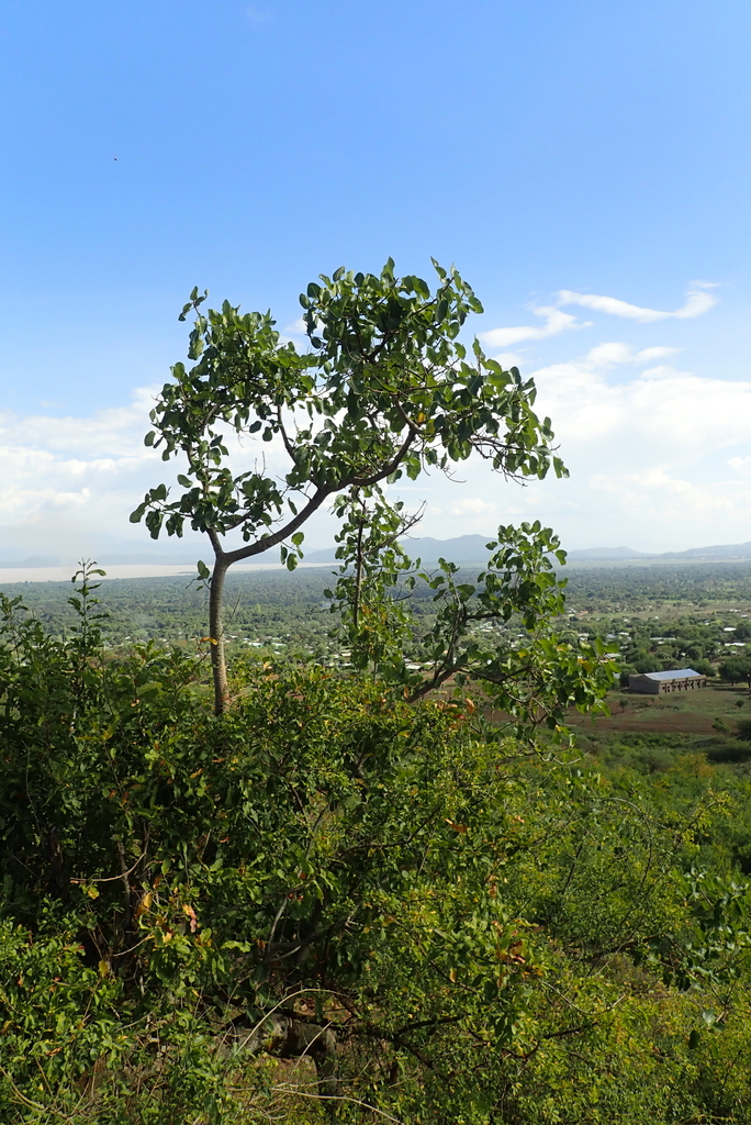 Mountain rock fig from Gaamo, Ethiopia on October 14, 2023 at 03:20 PM ...