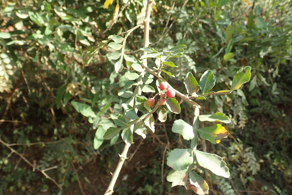 Harrisonia abyssinica from Gaamo, Ethiopia on October 14, 2023 at 04:03 ...