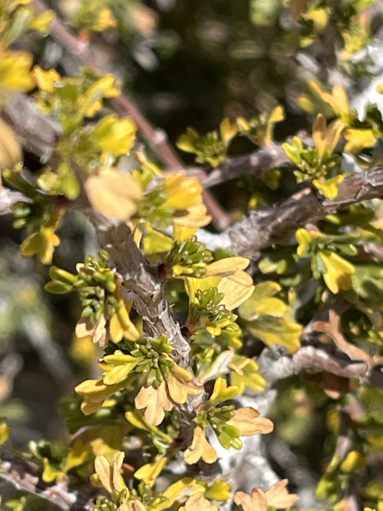 Antelope Bitterbrush from Capitol Hill, Salt Lake City, UT, US on ...