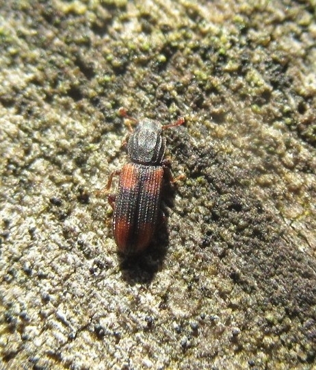 Crenate Cylindrical Bark Beetle from 38112 Braunschweig, Deutschland on ...