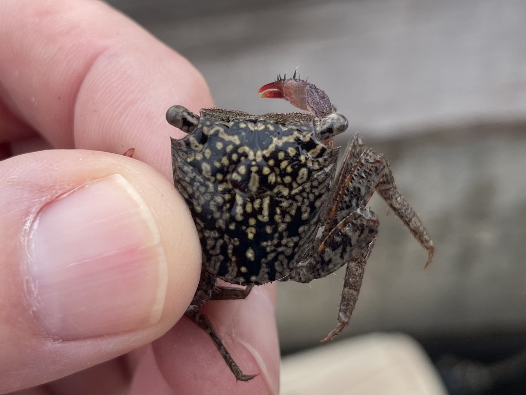 Mangrove Tree Crab from Indian River Lagoon, Jensen Beach, FL, US on ...