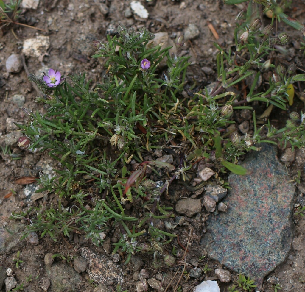 Red Sand Spurrey from Routt County, CO, USA on July 9, 2023 at 12:25 PM ...