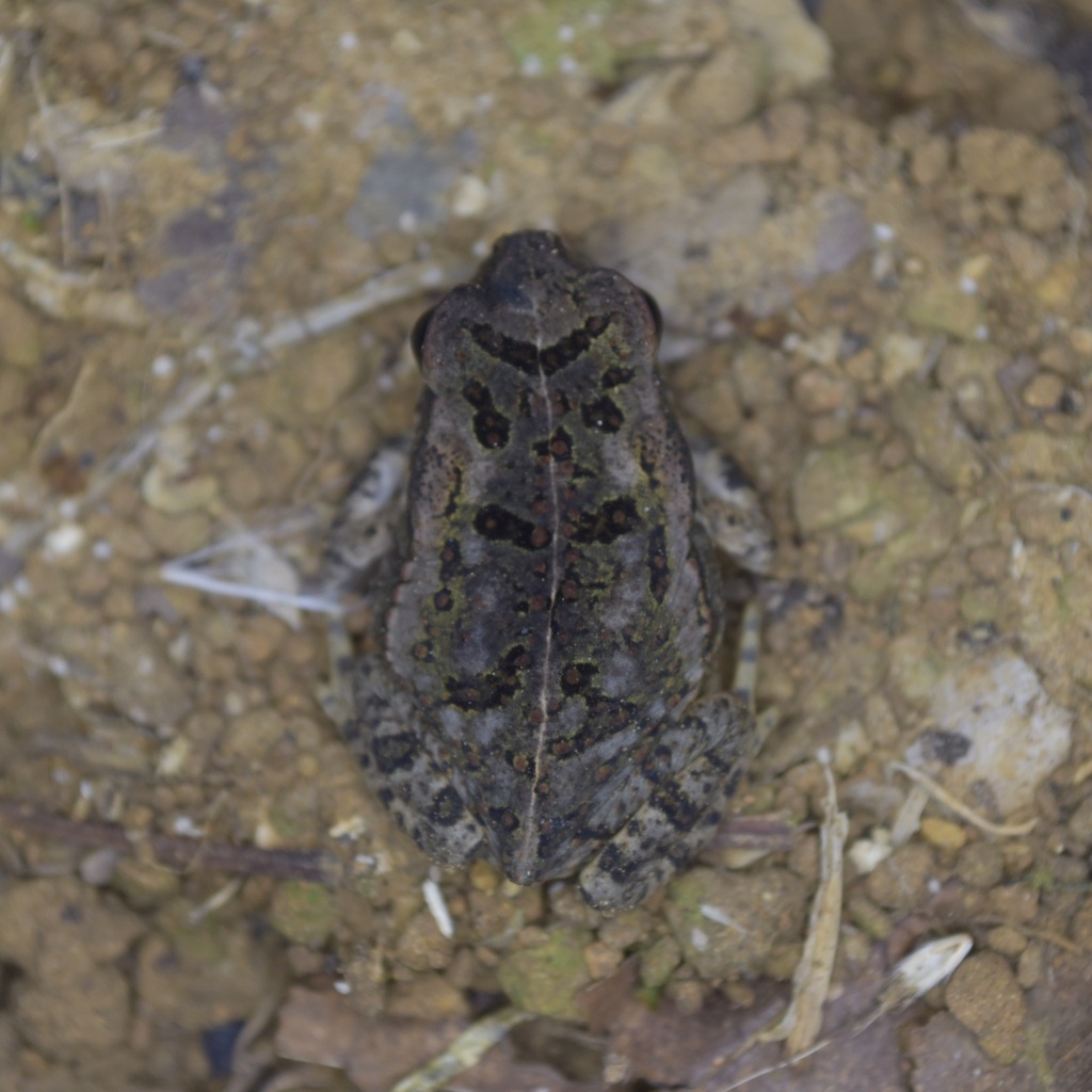 Giant Toad from Puntarenas Province, Osa, Costa Rica on March 23, 2023 ...