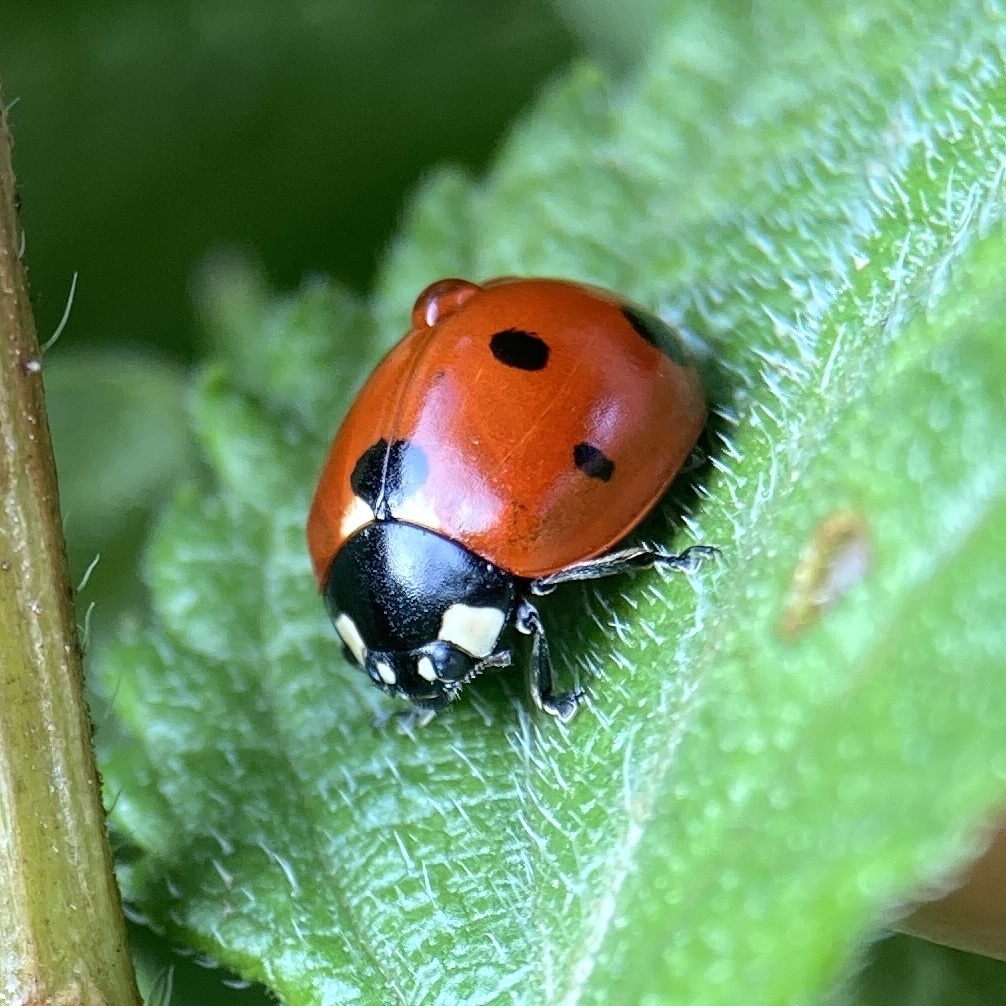 Seven-spotted Lady Beetle in November 2023 by melster · iNaturalist