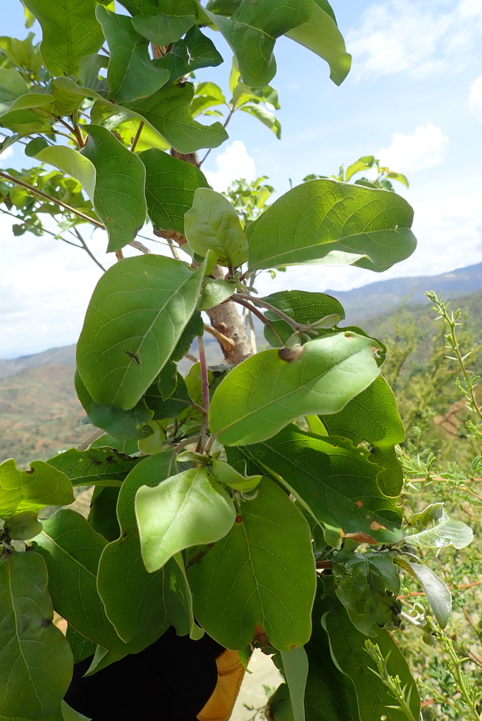 (Terminalia brownii) - Botanical Realm