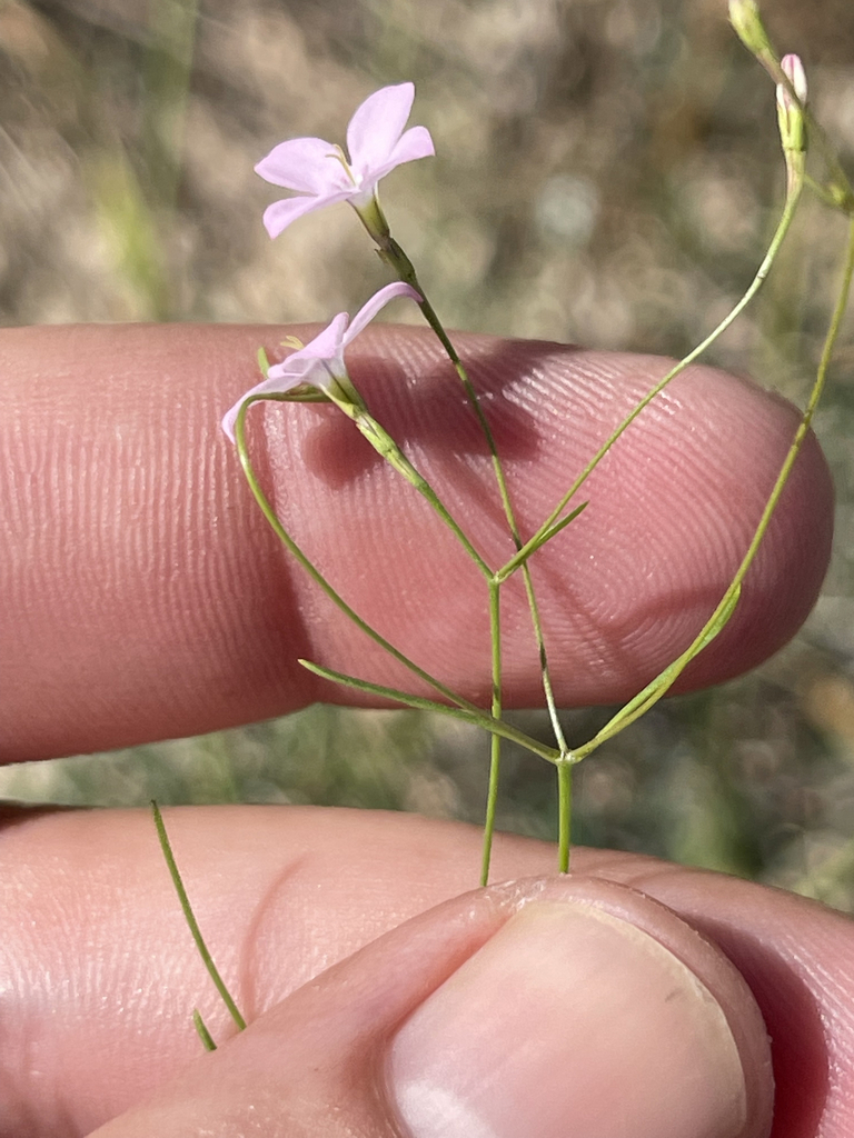Cape Star-Violet in November 2023 by Glenn Ehrenberg · iNaturalist