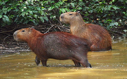 Capybara from AM, BR on September 27, 2023 at 07:30 AM by ...