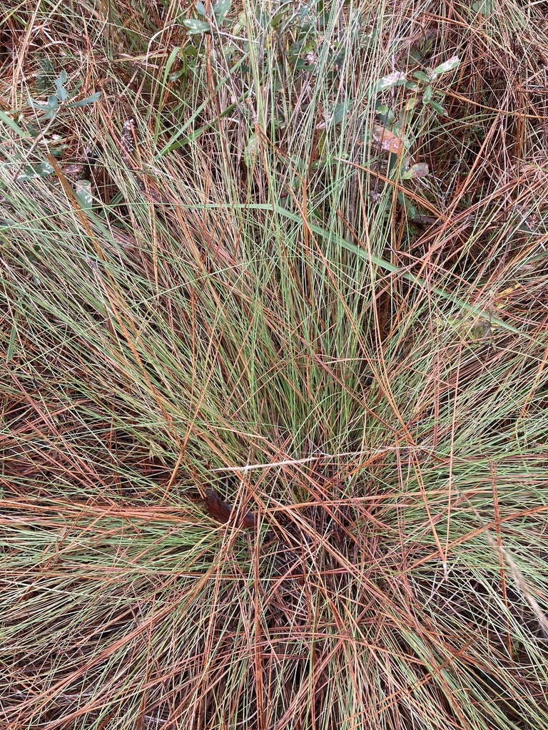 wiregrass from Georgia, US on November 16, 2023 at 11:01 AM by bohawg ...