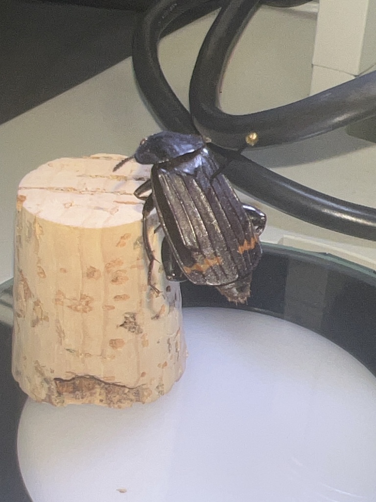 Red-lined Carrion Beetle from Sam Houston State University, Huntsville ...