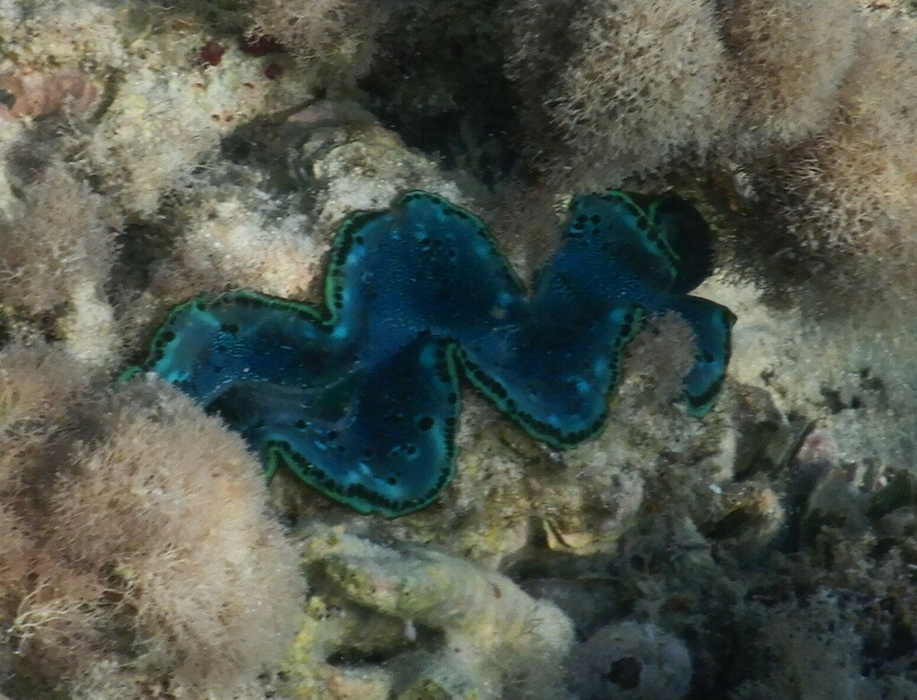 Small Giant Clam in November 2023 by Gergely Gajda · iNaturalist