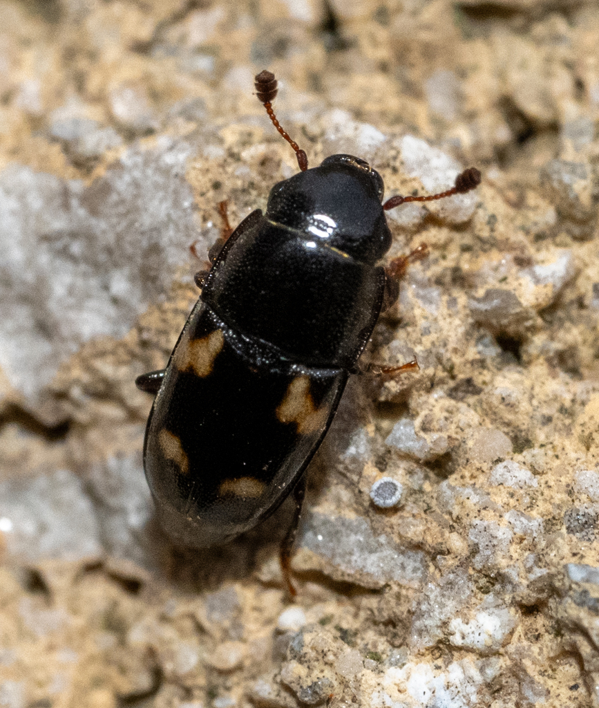 Four-spotted Sap Beetle from Crawford County, OH, USA on October 25 ...