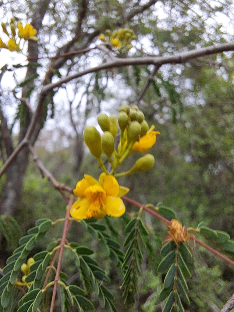 Libidibia paraguariensis in November 2023 by maiawerner · iNaturalist