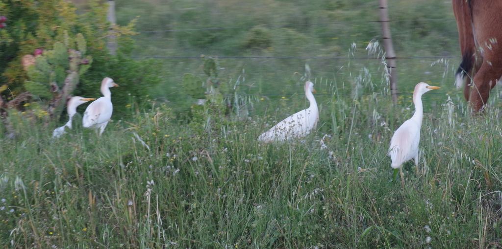 Western Cattle Egret from Burnt Kraal, Grahamstown, Makhanda, 6139 ...