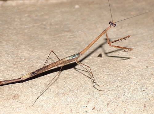 Complex Angela guianensis · iNaturalist