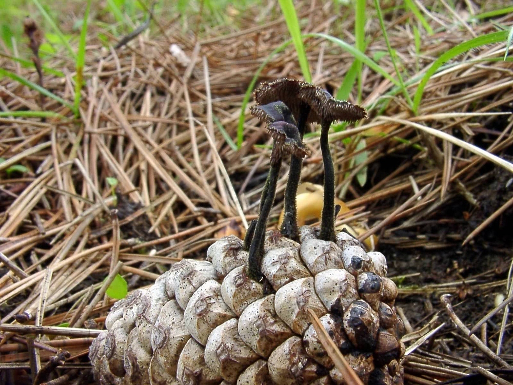 Earpick Fungus from 02130 Arcy-Sainte-Restitue, France on May 24, 2003 ...