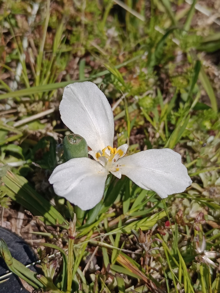 Prairie Nymph from 4VPR+J3, 20004 Ocean Park, Departamento de Maldonado ...