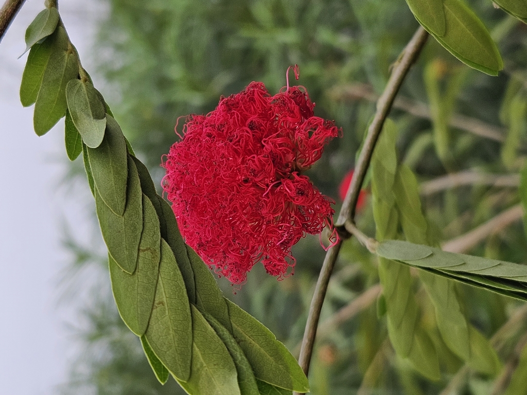 scarlet powder-puff from 92FH+WV Raghav farm house, Nurpur Jharsa ...