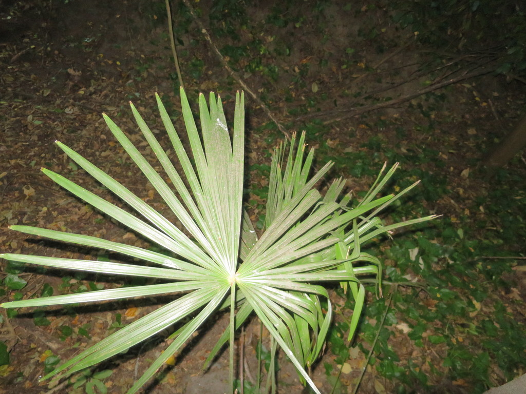 Chusan Palm from Purau reserve, Cashmere, Christchurch on March 27 ...