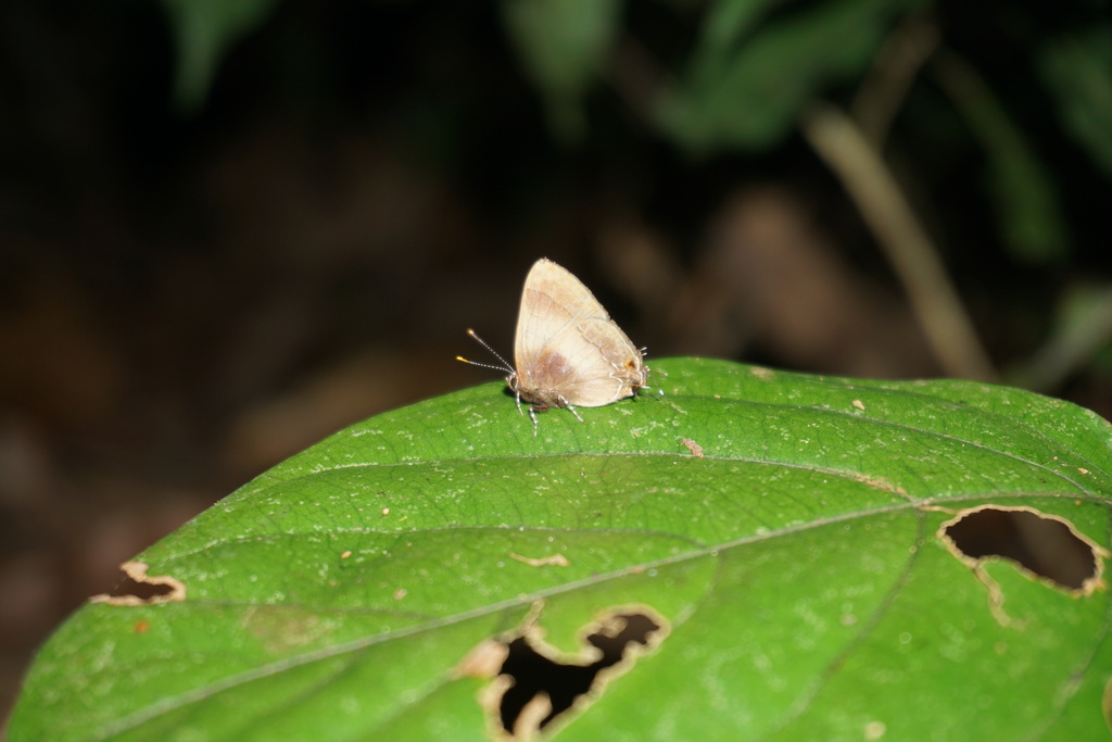 Lamprospilus orcidia from Tambopata, Peru on November 16, 2023 at 10:35 ...