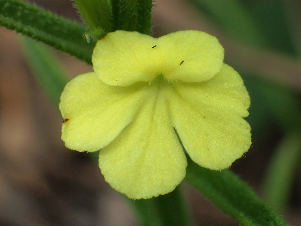 Witchweed (Striga asiatica) - Botanical Realm
