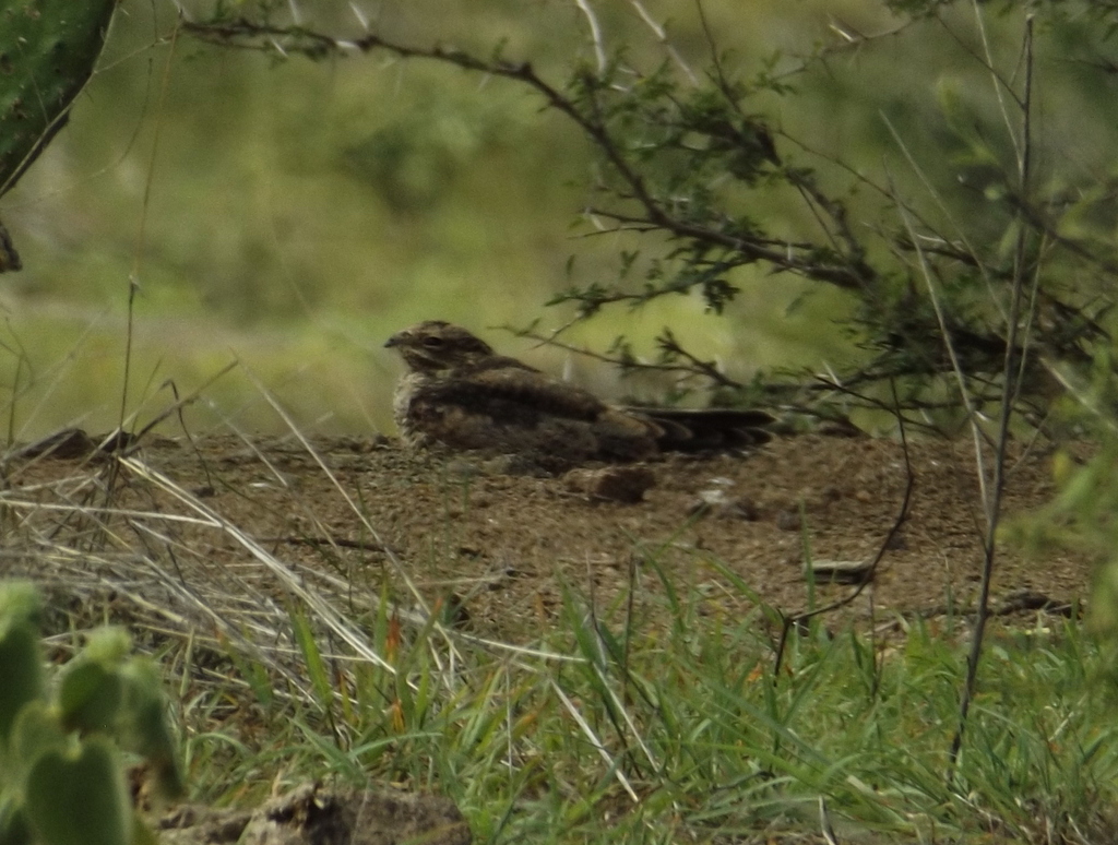 Lesser Nighthawk from Ocotlán de Morelos, Oax., México on August 17 ...