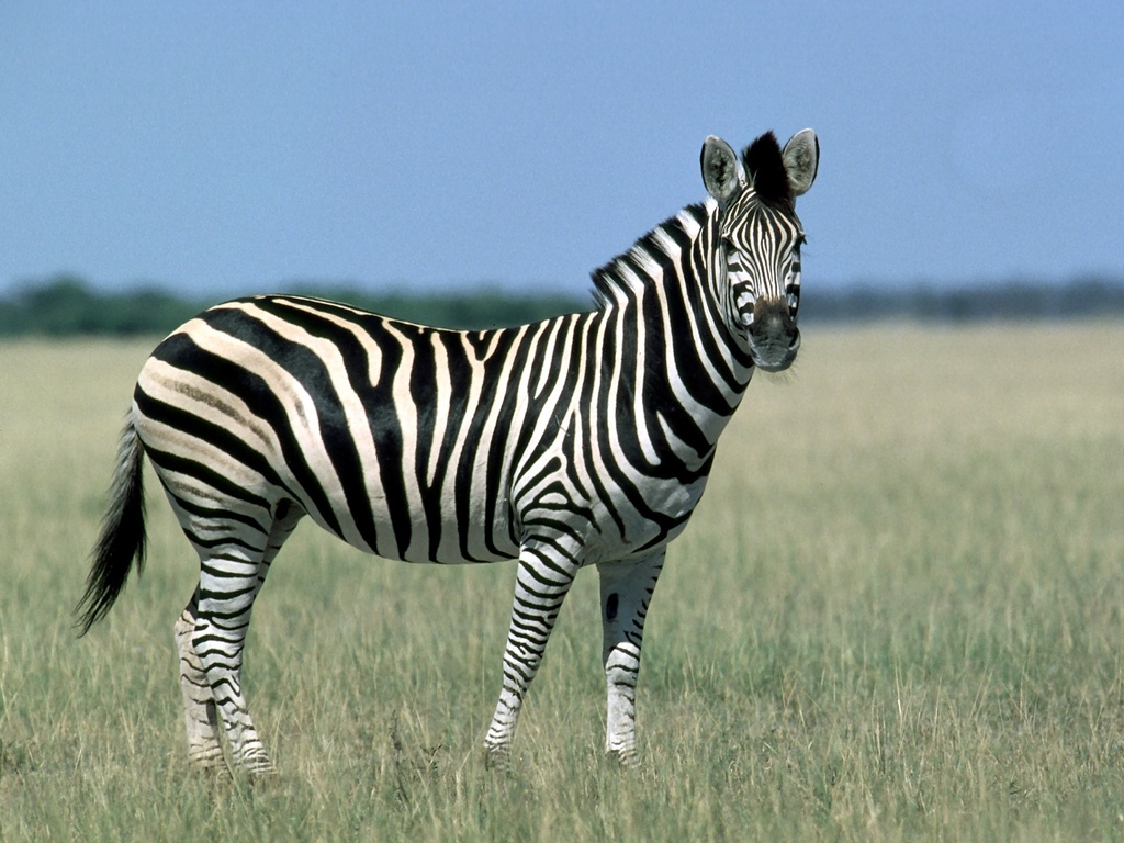 Chapman's Zebra in February 2002 by simben · iNaturalist