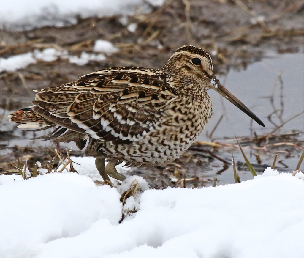 Great Snipe in May 2023 by Лида Онищенко · iNaturalist