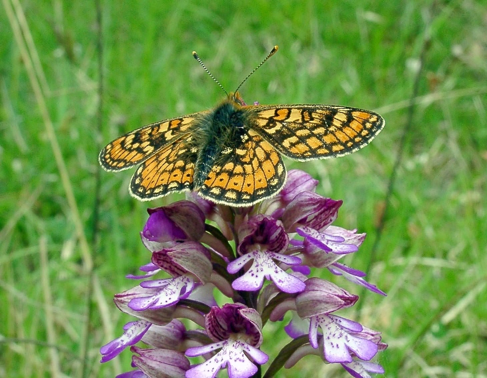 Marsh Fritillary from 76660 Grandcourt, France on May 10, 2003 at 12:00 ...
