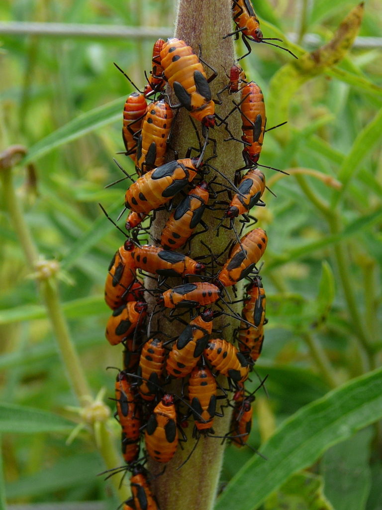 Large Milkweed Bug from Lincoln Park, Chicago, Illinois, USA on August ...