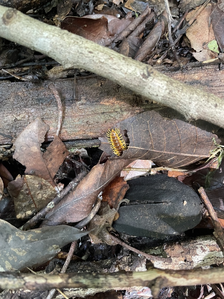 Python Millipede from Santa Rosa National Park, La Cruz, Guanacaste, CR ...