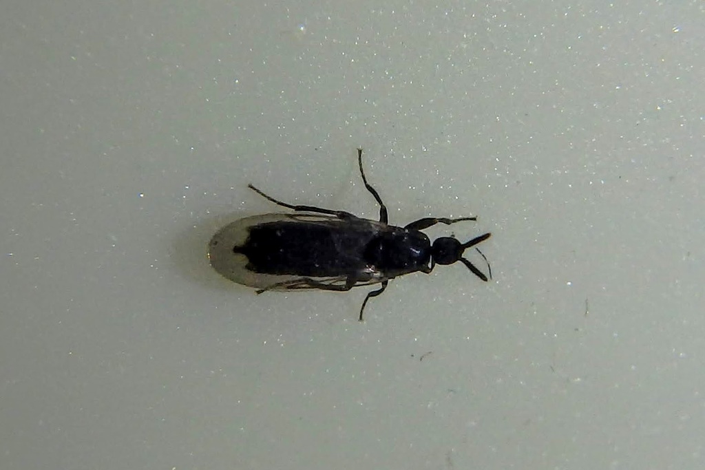 Coboldia fuscipes from Leganés, Madrid, España on July 09, 2018 at 11: ...