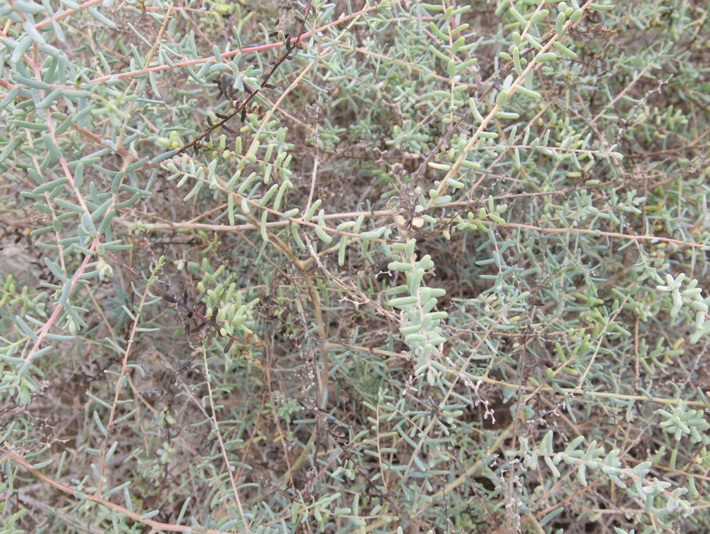 Arabian Jointed Glasswort (Suaeda vermiculata) - Botanical Realm