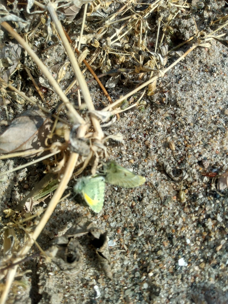 Dainty Sulphur from near Moingona, Boone County, Iowa, USA on November ...