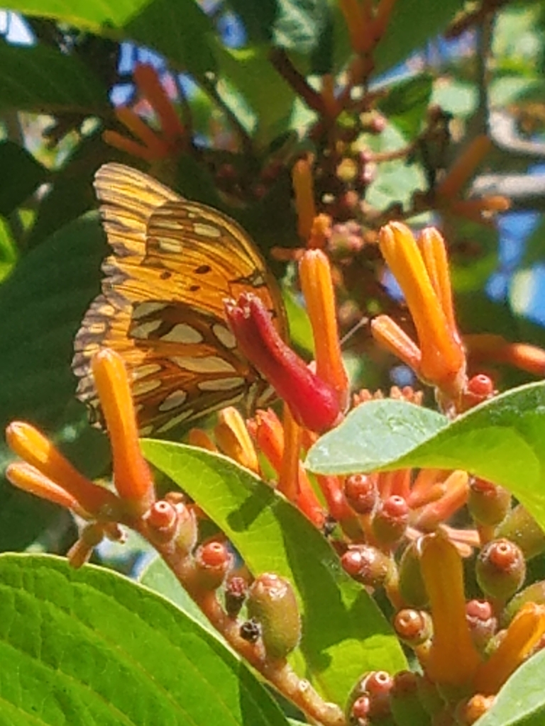 Dione vanillae incarnata from Centro on November 16, 2023 at 10:44 AM by Lucy Cash · iNaturalist