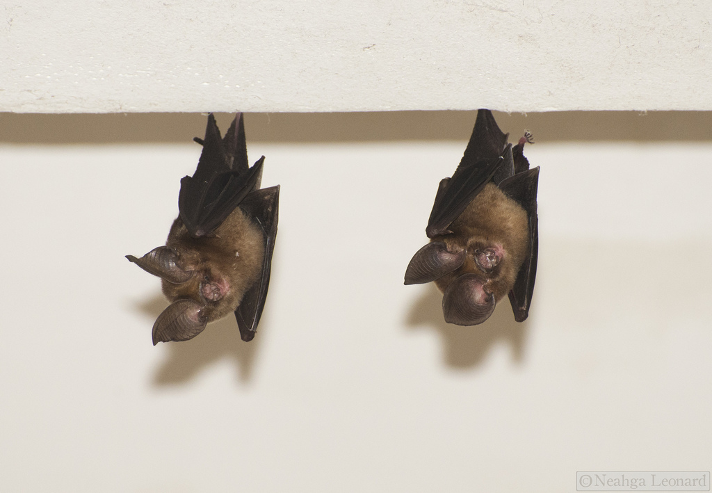Phou Khao Khouay Roundleaf Bat in July 2014 by earthknight · iNaturalist