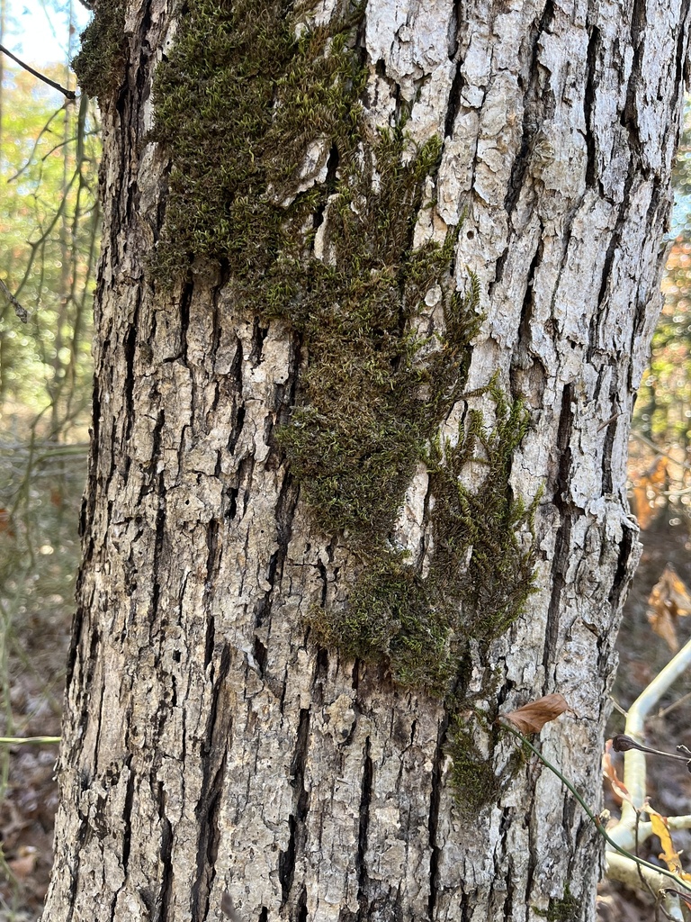 smooth hook moss from CR-718, Port Norris, NJ, US on November 16, 2023 ...