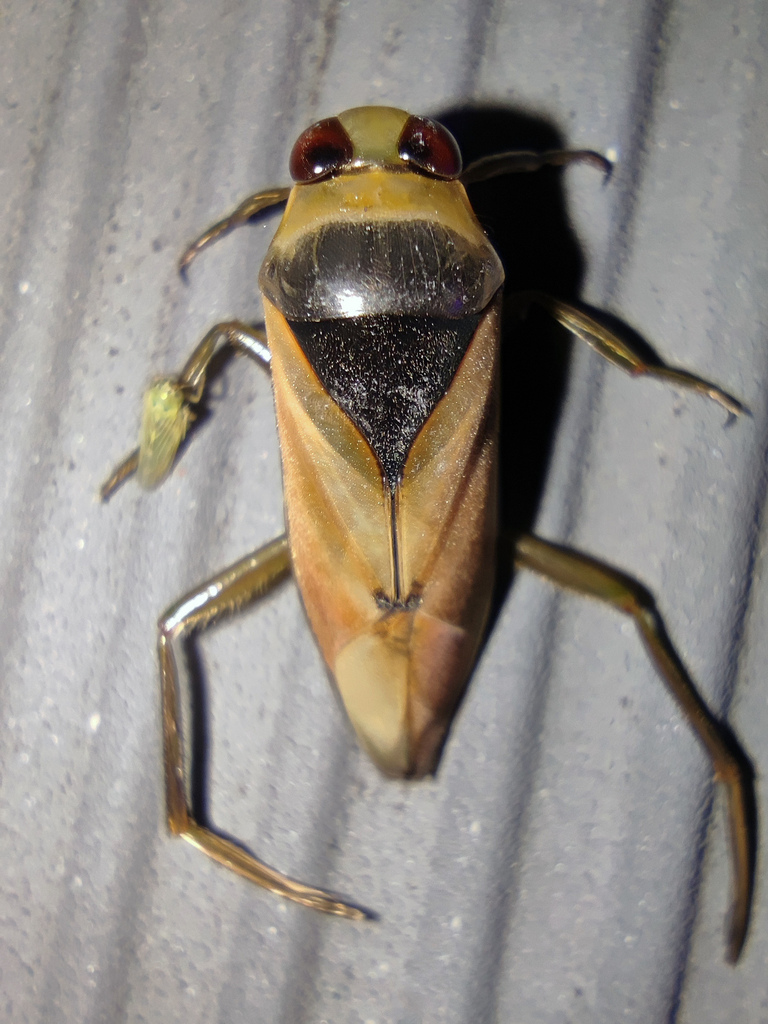 Eurasian Greater Water Boatman from г. Пугачев, Саратовская обл ...