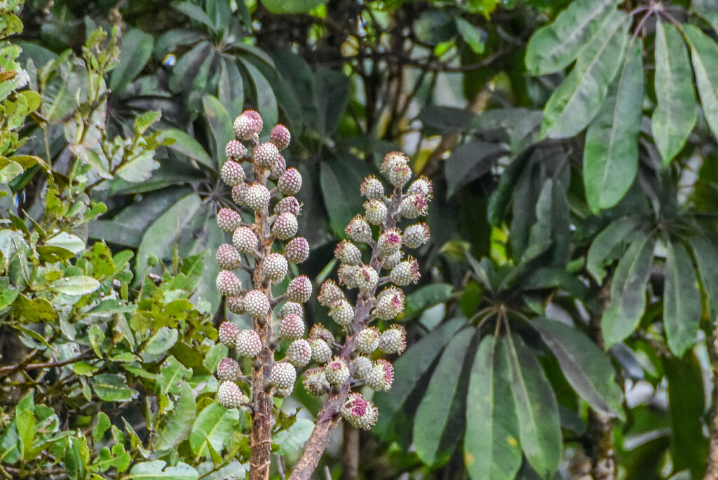 Australian Umbrella Tree from Ambua Lodge, Tigisbi, Papua New Guinea on ...