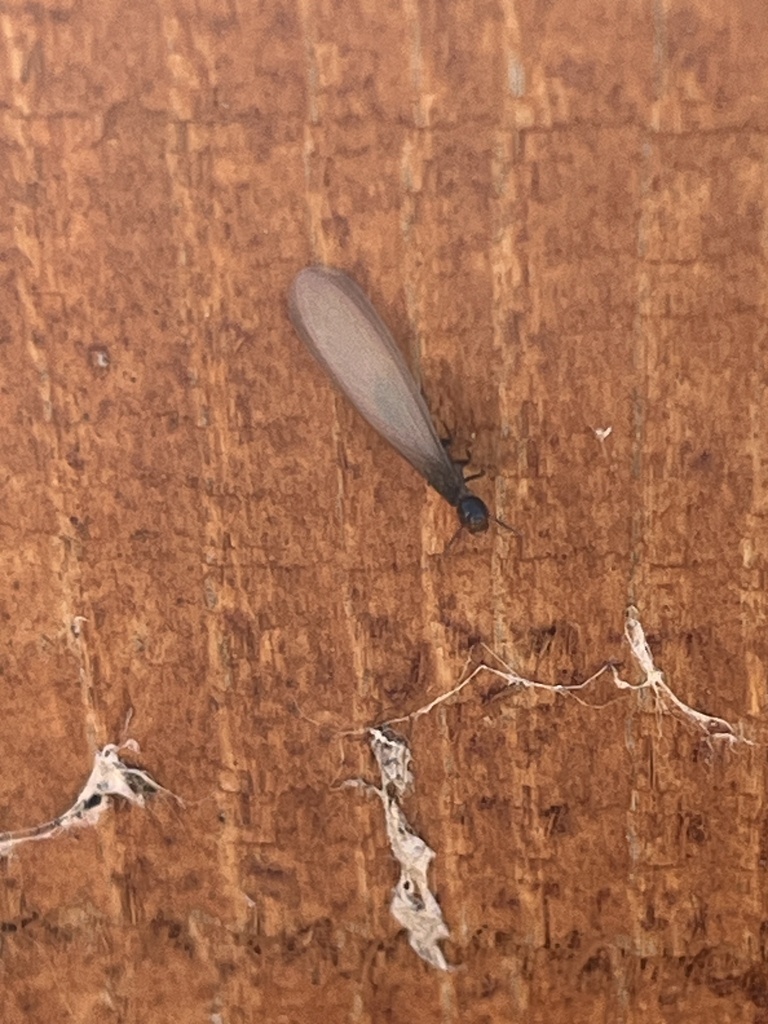 Western Subterranean Termite from E Espanita St, Long Beach, CA, US on ...