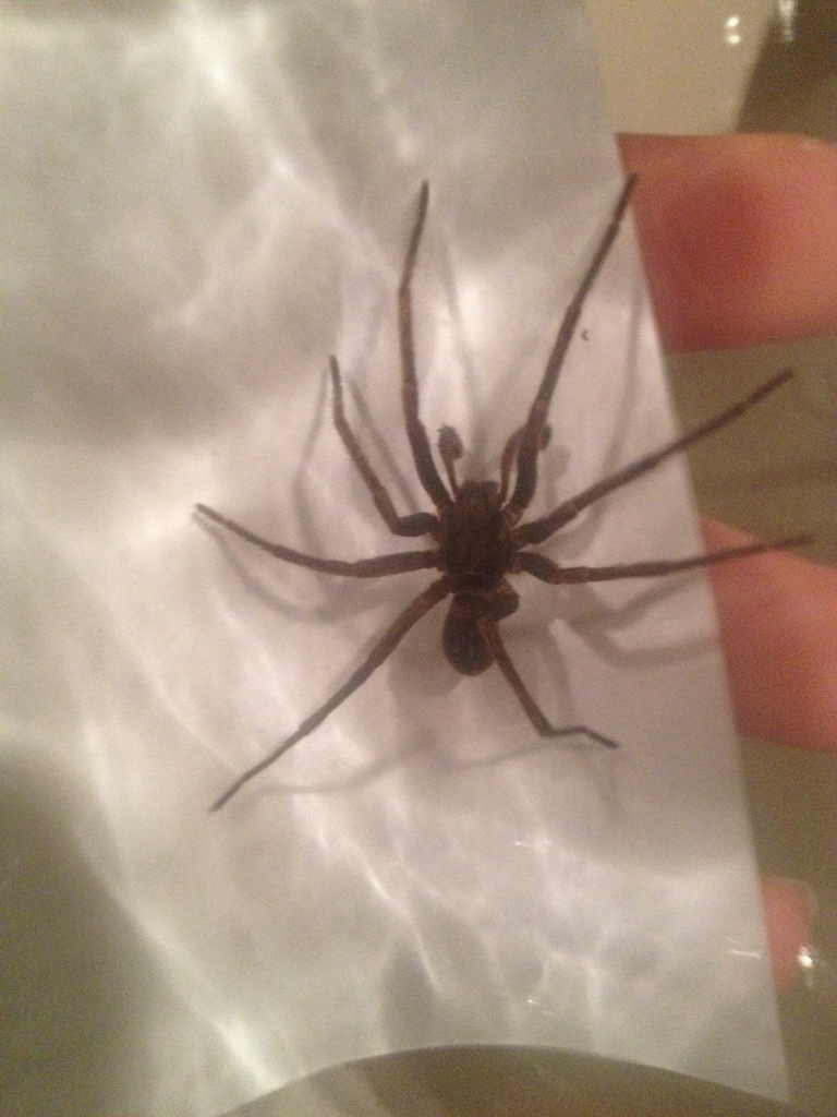 Large Brown Vagrant Spider from 506 Joyce Road, Pyes Pa, Bay of Plenty ...